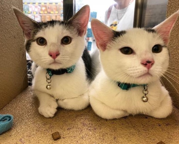 Donate – Ten Lives Cat Rescue