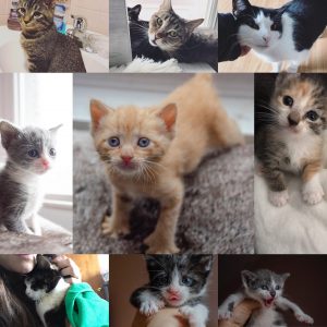 Sarah – Ten Lives Cat Rescue