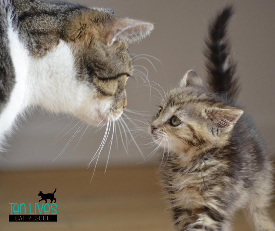 cats – Ten Lives Cat Rescue