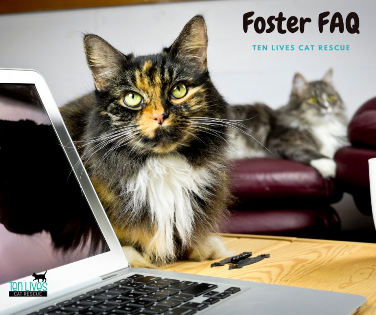 Foster FAQ – Ten Lives Cat Rescue