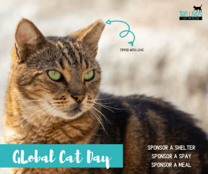 Global Cat Day – Ten Lives Cat Rescue