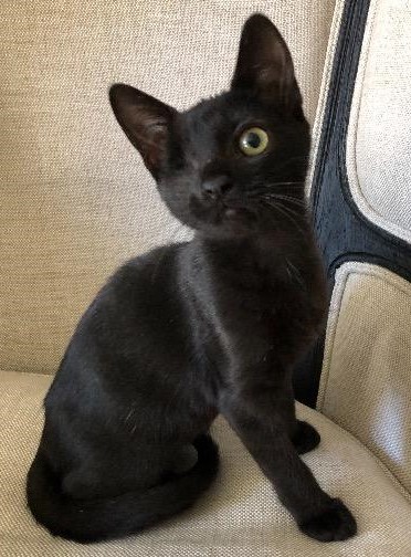 November 2021 Adoptions – Ten Lives Cat Rescue