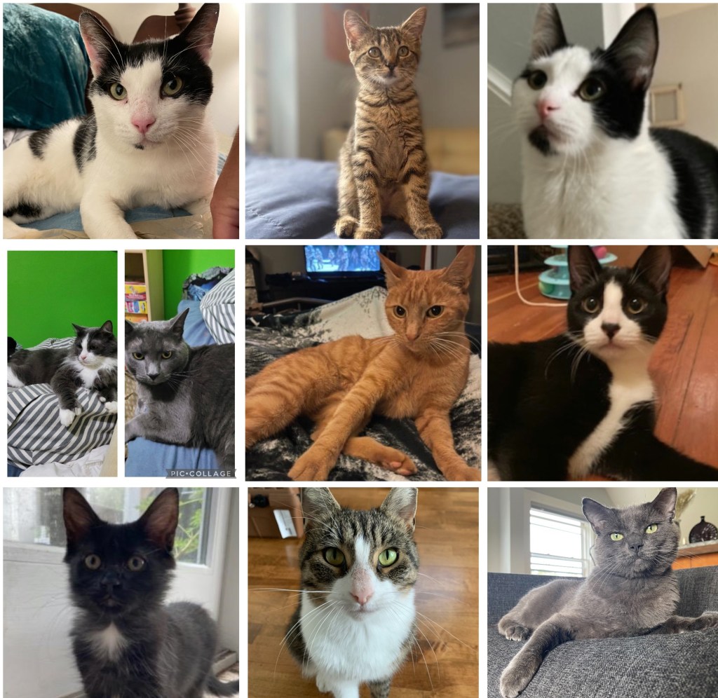 November 2021 Adoptions - Ten Lives Cat Rescue