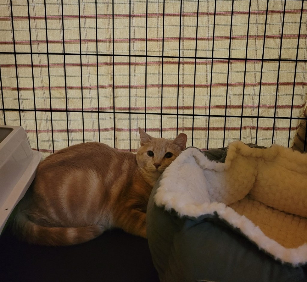 1,000 Adoptions! - Ten Lives Cat Rescue