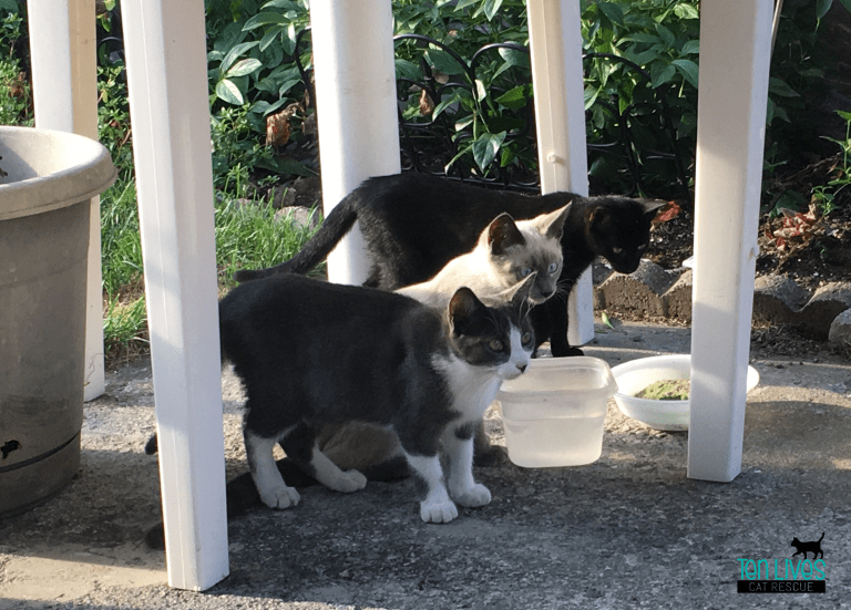 Community Cats – Ten Lives Cat Rescue