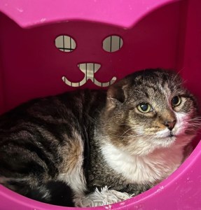 Meet Our Forgotten Felines – Ten Lives Cat Rescue