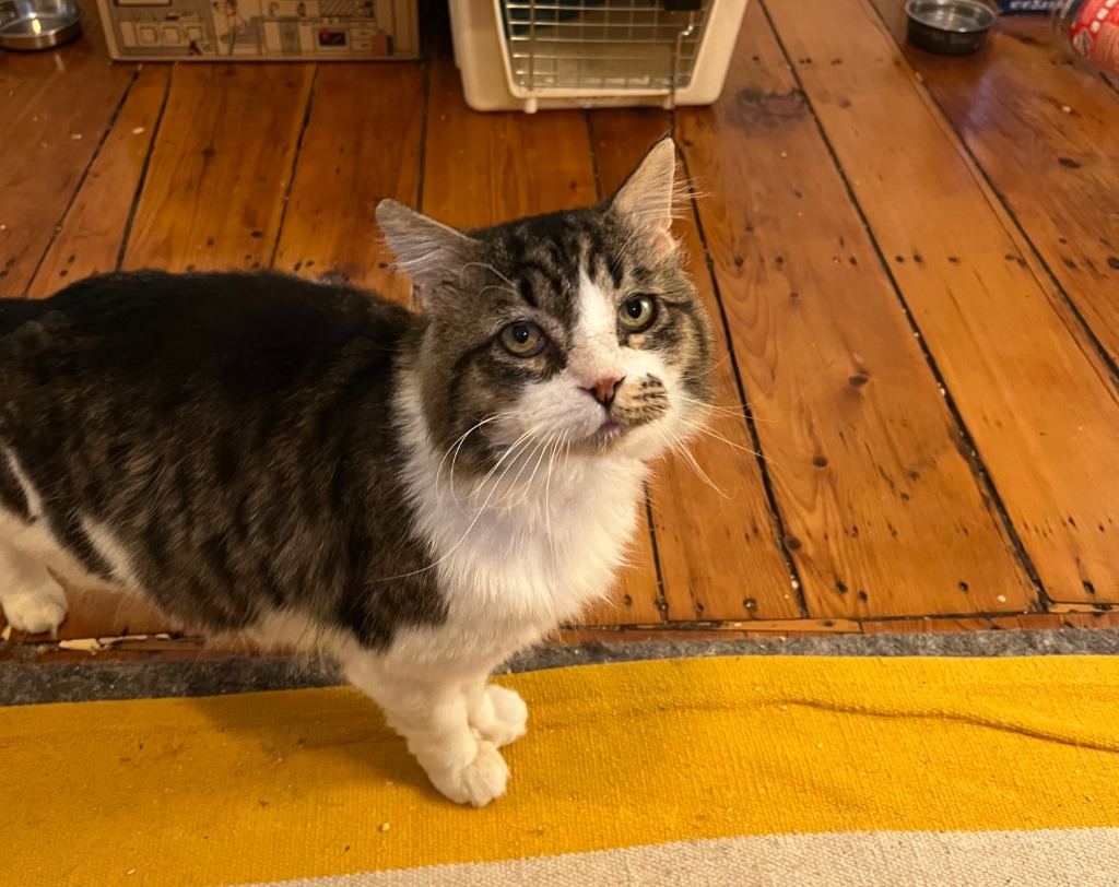 Lenny-foster – Ten Lives Cat Rescue